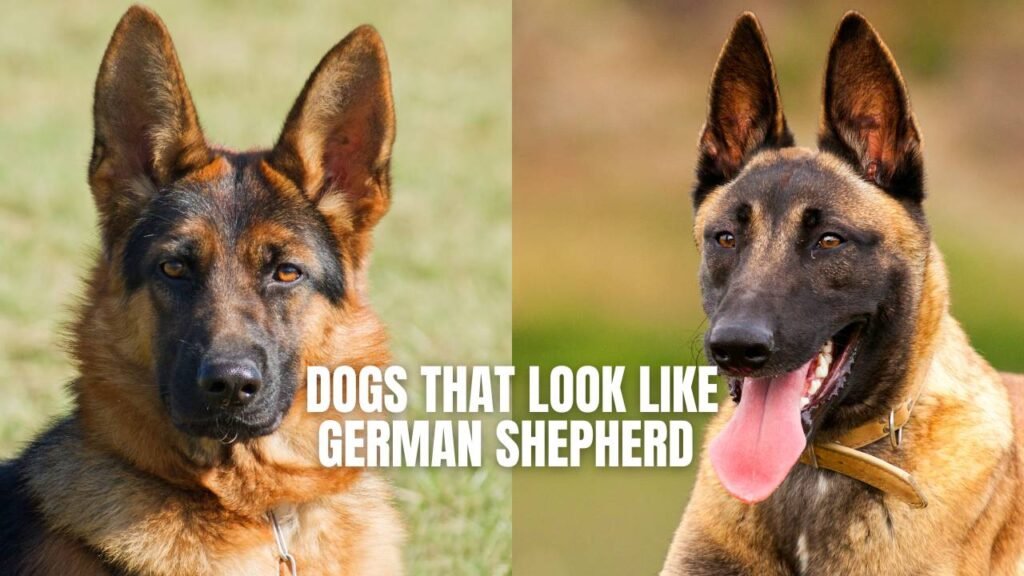 Dogs That Look Like German Shepherds: Top Breeds to Know - SafeFins
